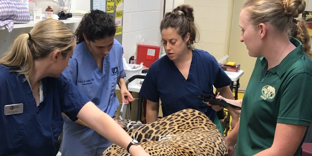How is Inka doing now after her dental procedure?